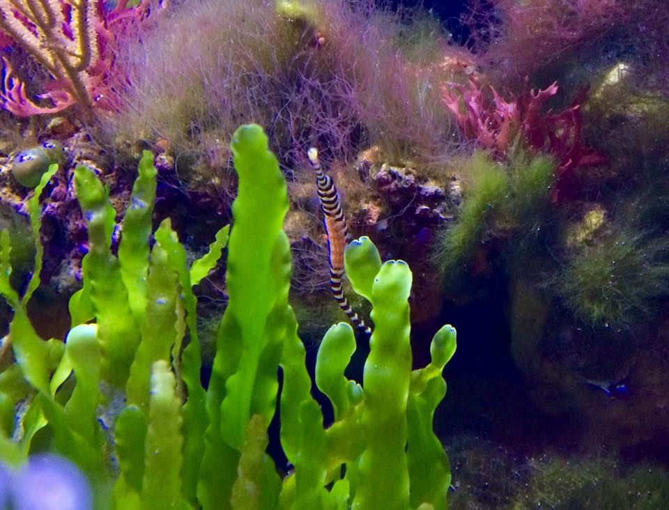 Pregnant Pipefish | Reef2Reef