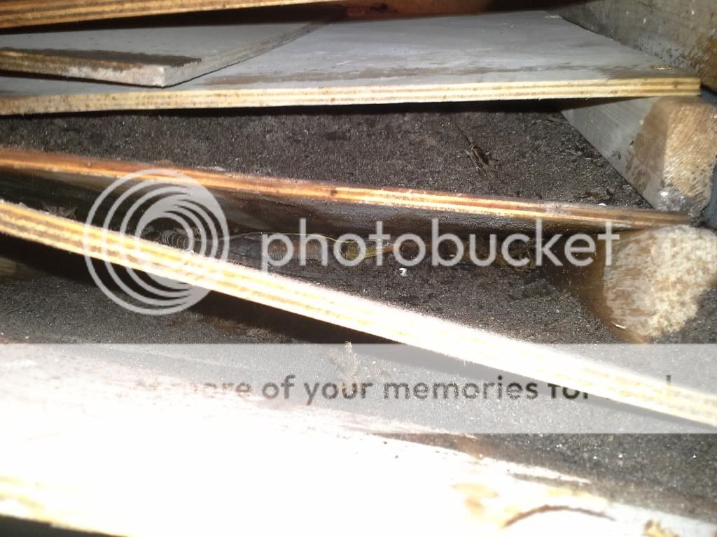 Platysaurus imperator(Emperor Flat Rock Lizard)..... | Gecko Forums