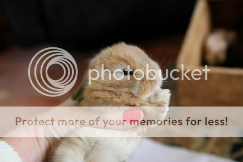 orange vs tort otter | Rabbits Online Pet Rabbit & Bunny Forum