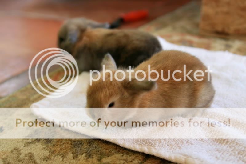 orange vs tort otter | Rabbits Online Pet Rabbit & Bunny Forum