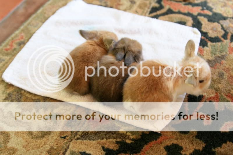 orange vs tort otter | Rabbits Online Pet Rabbit & Bunny Forum