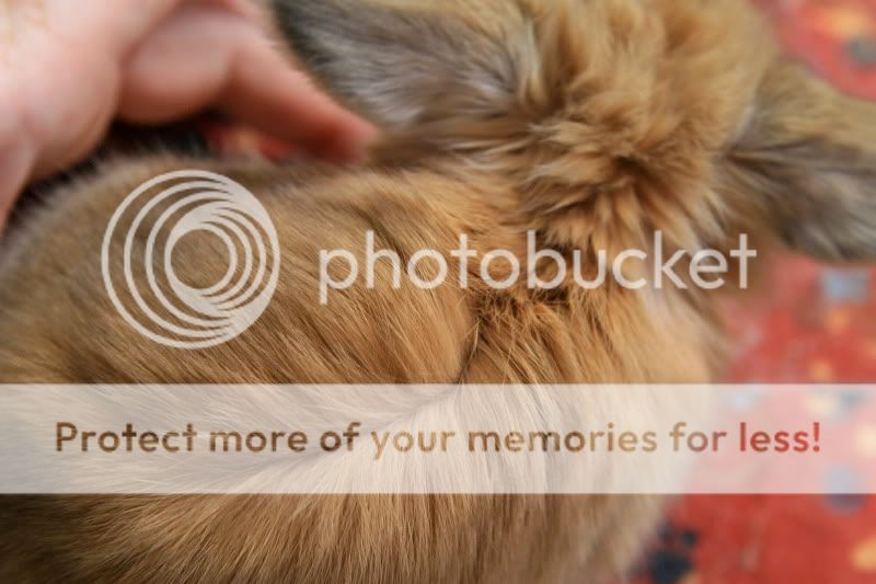 orange vs tort otter | Rabbits Online Pet Rabbit & Bunny Forum