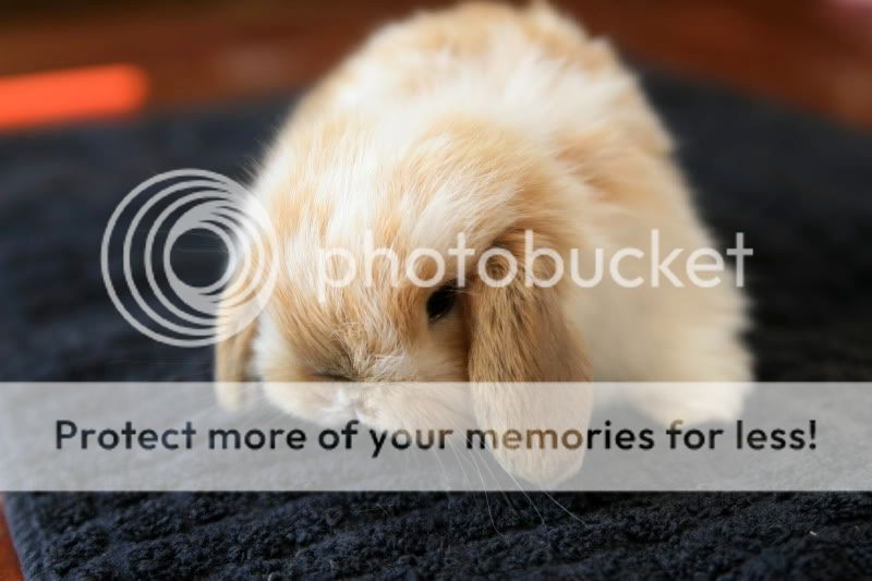 orange vs tort otter | Rabbits Online Pet Rabbit & Bunny Forum