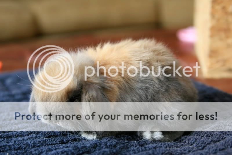 orange vs tort otter | Rabbits Online Pet Rabbit & Bunny Forum