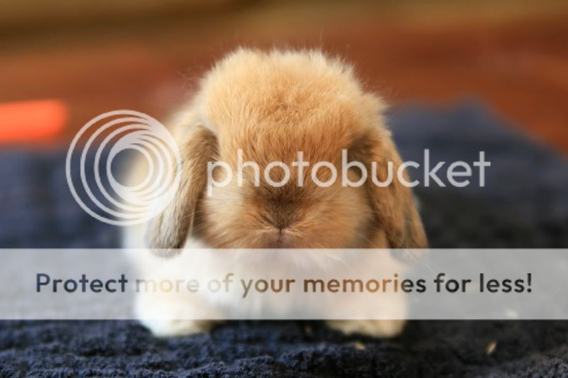 orange vs tort otter | Rabbits Online Pet Rabbit & Bunny Forum