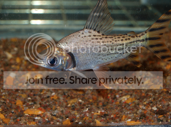 Redfin Prochilodus, Flag Tail fish, Feng Fei | MonsterFishKeepers.com
