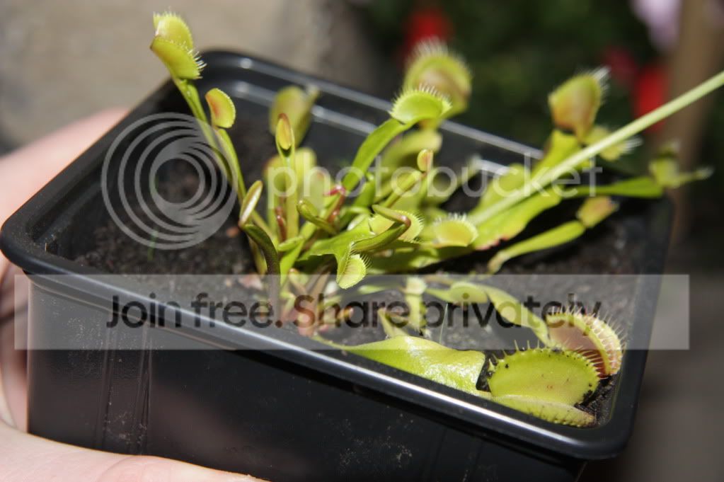 weird growth - Dionaea - Carnivorous Plants UK