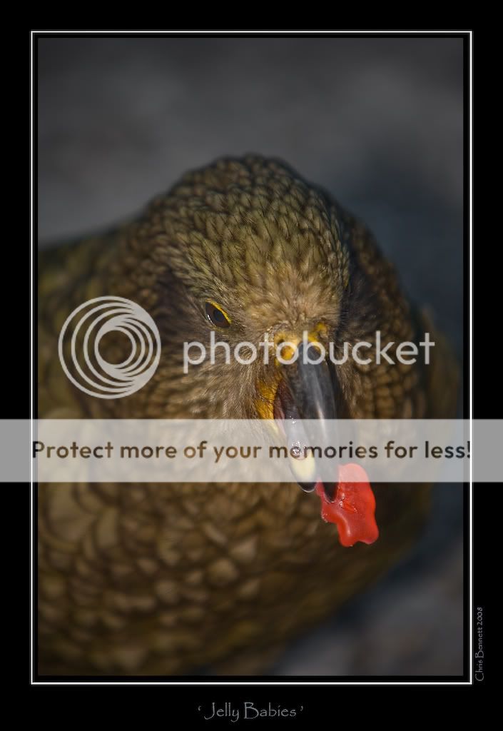 A Kea eating erm.... my lunch..... -- Birds in photography-on-the.net ...