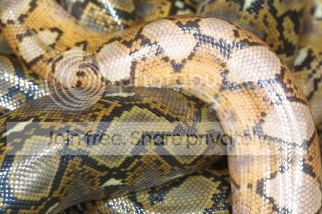 Lemon Glow Retics | Reptile Forums