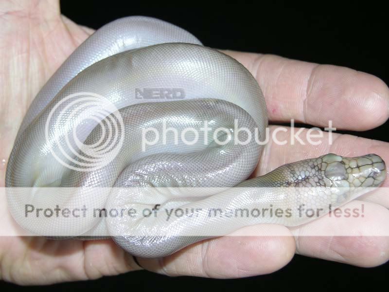 Retic Fans | Reptile Forums