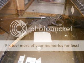 Assorted skinks and agamas | Reptile Forums