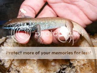 Assorted skinks and agamas | Reptile Forums