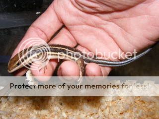 Assorted skinks and agamas | Reptile Forums