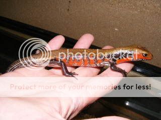 Assorted skinks and agamas | Reptile Forums